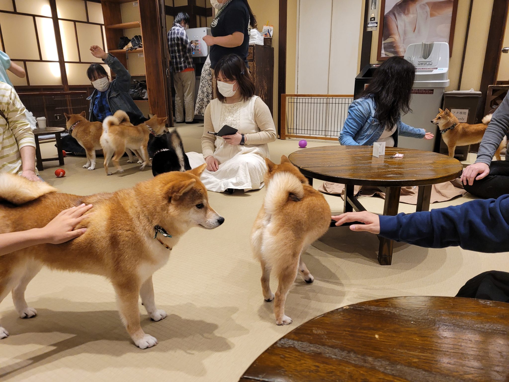 Mame Shiba Cafe in Asakusa | Real Japan Guide