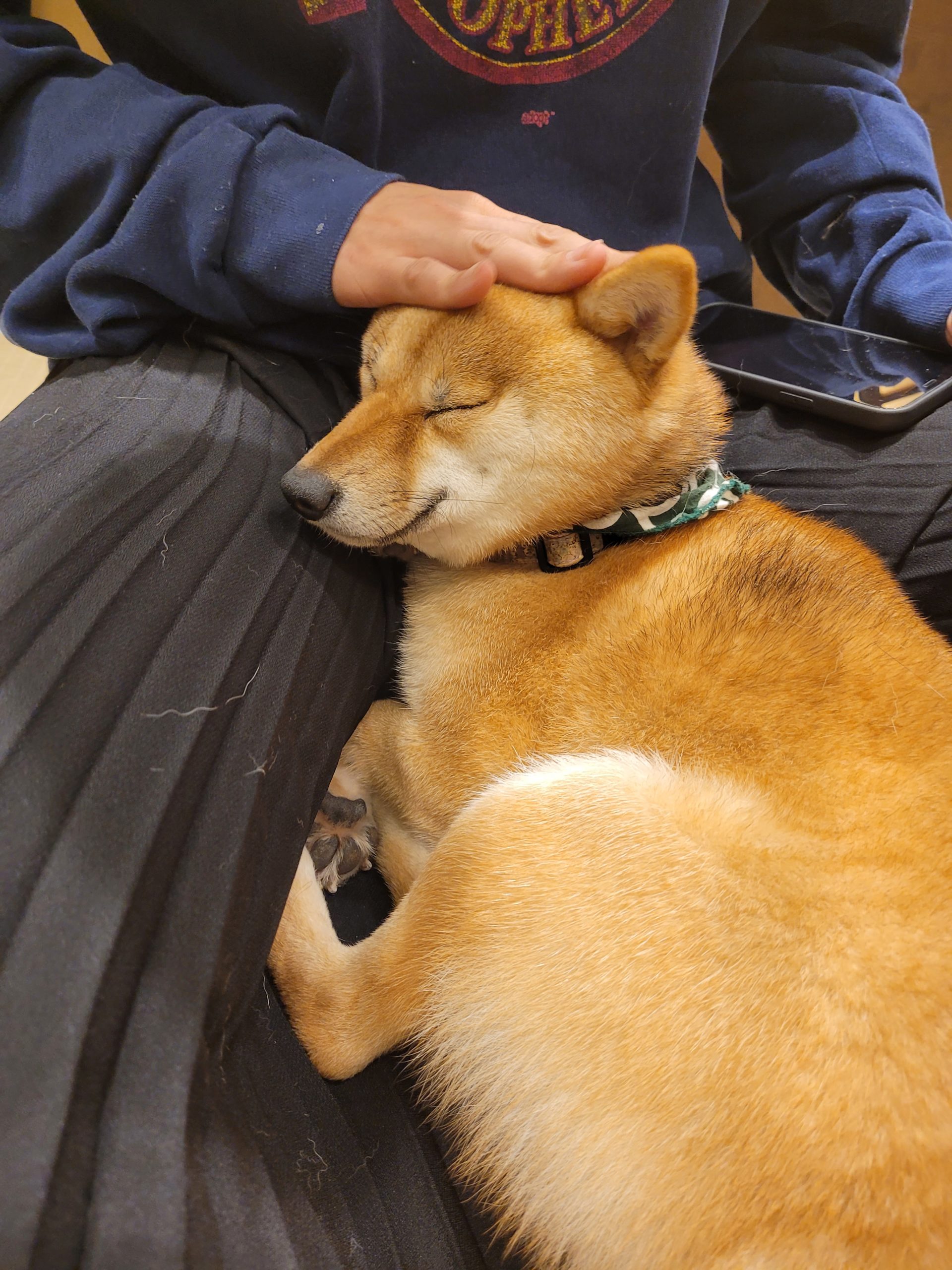 Mame Shiba Cafe in Asakusa | Real Japan Guide