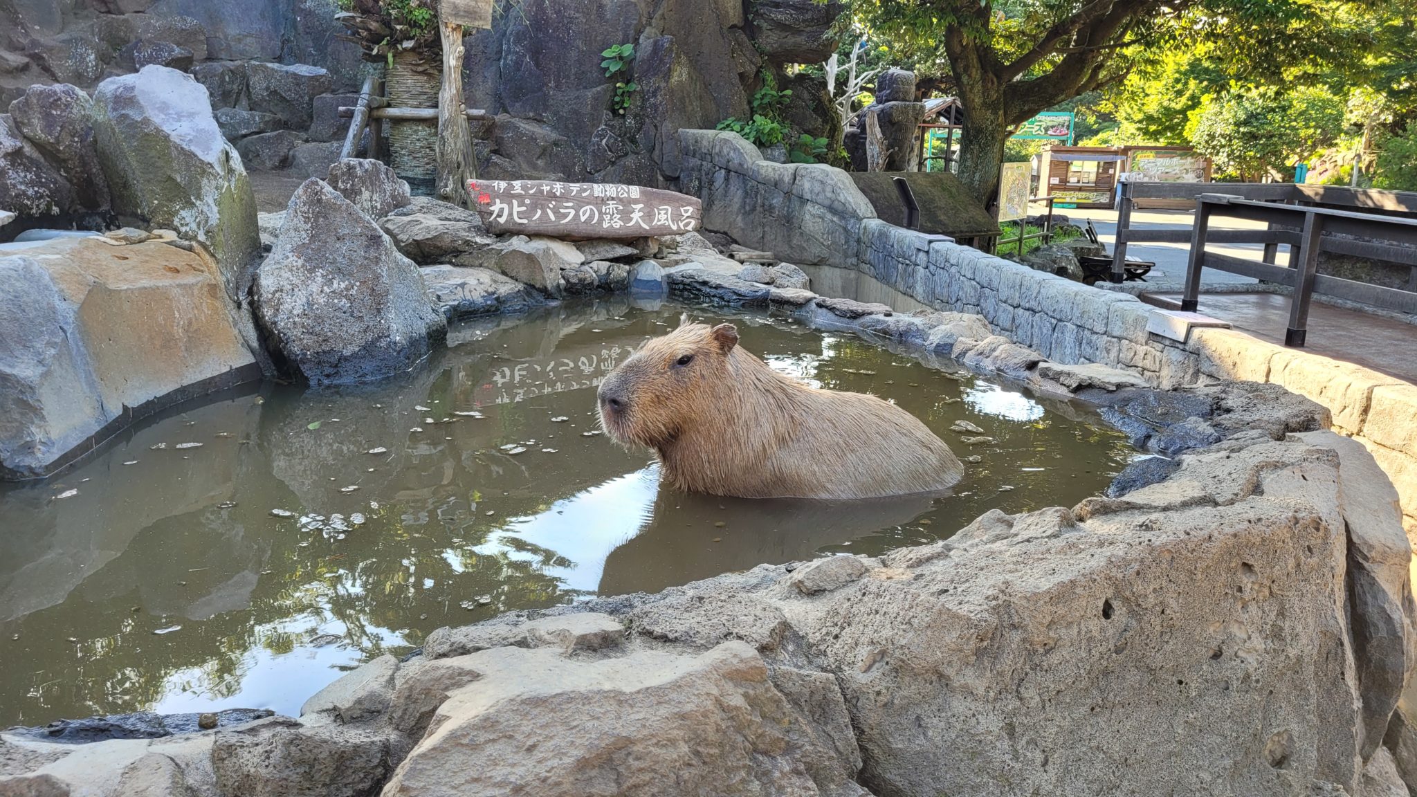 Izu Shaboten Zoo – A Small paradise | Real Japan Guide